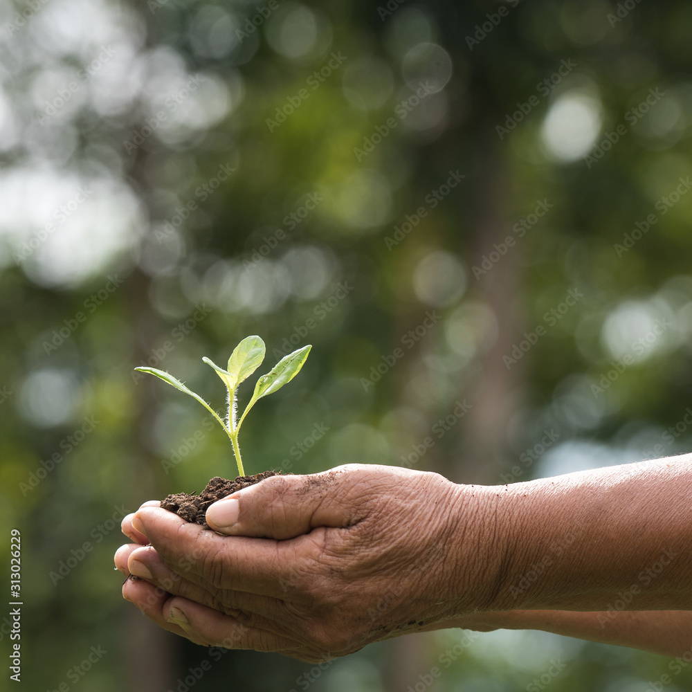 environment earth day In the hands of trees growing seedlings. The old ...