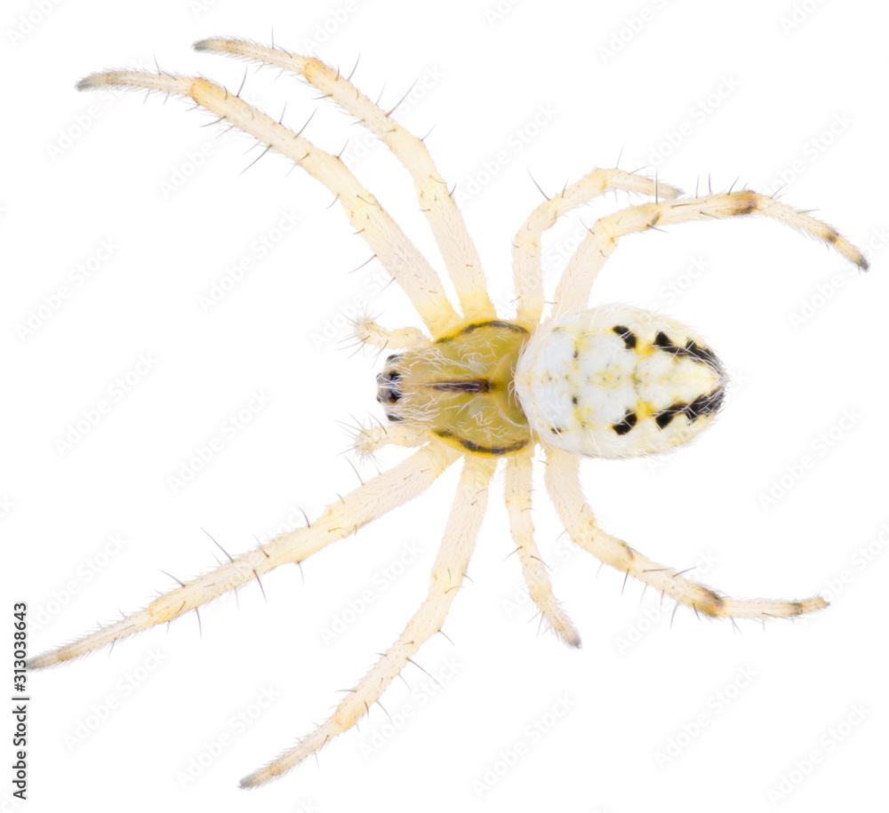 The Neoscona adianta is a species of orb weaver in the spider family ...