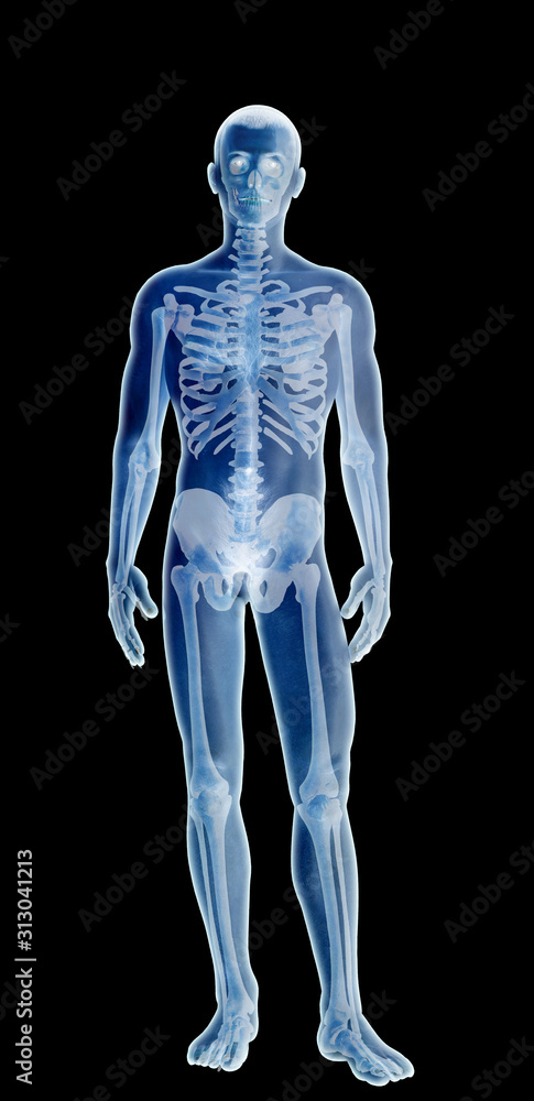 3d illustration render of human body organs Stock Illustration | Adobe ...