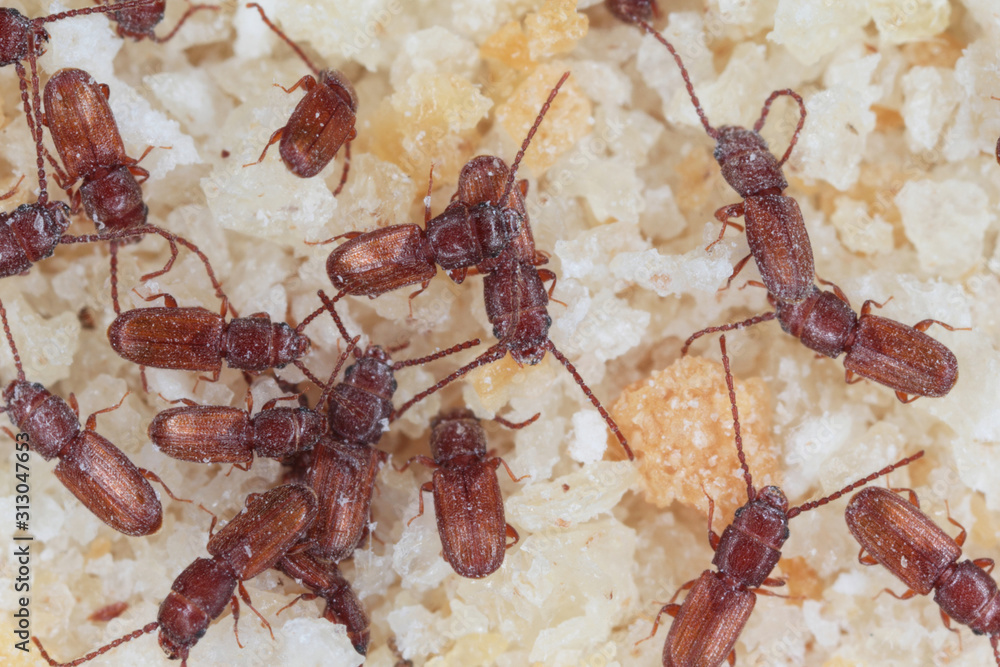 Rusty grain beetle Cryptolestes ferrugineus is a beetles of the family ...