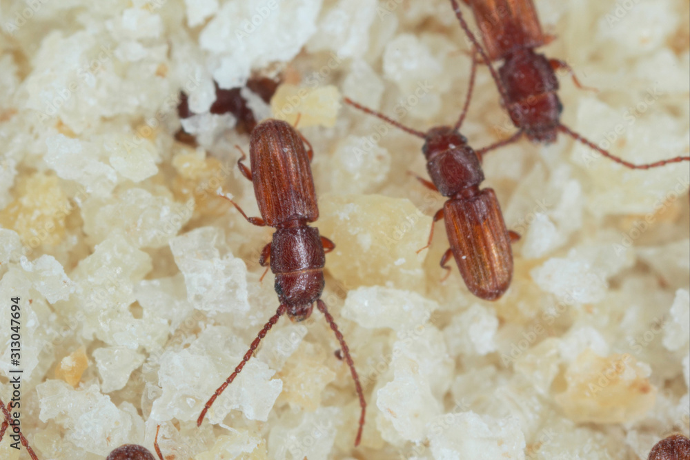 Rusty grain beetle Cryptolestes ferrugineus is a beetles of the family ...