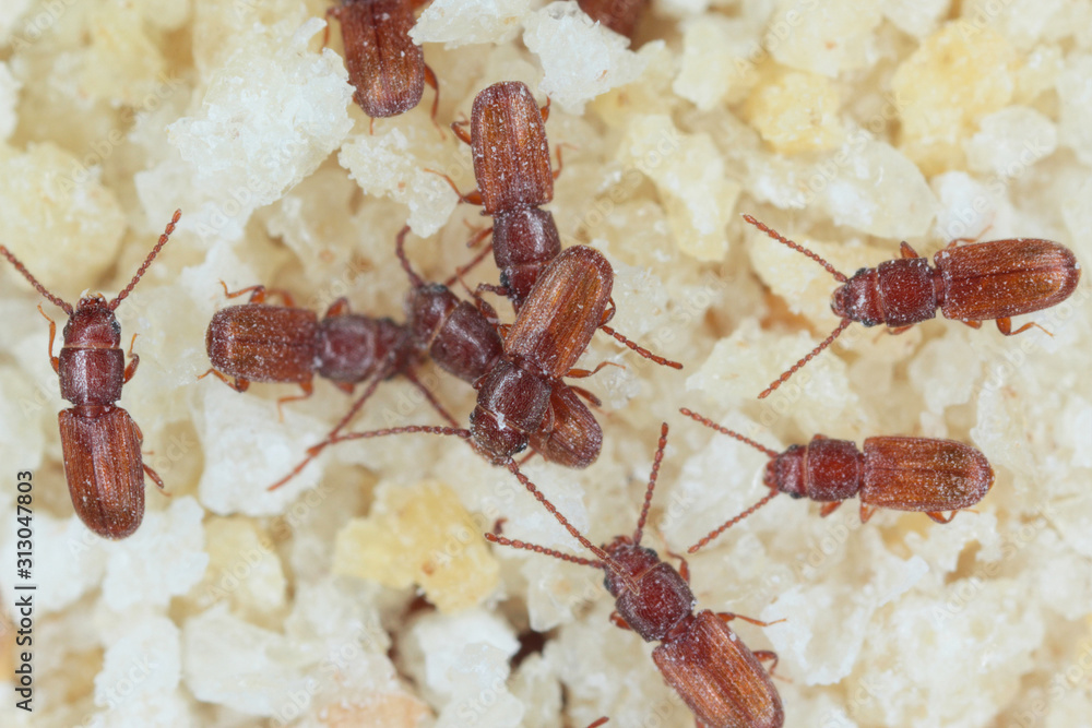 Rusty grain beetle Cryptolestes ferrugineus is a beetles of the family ...