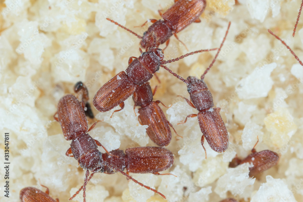 Rusty grain beetle Cryptolestes ferrugineus is a beetles of the family ...