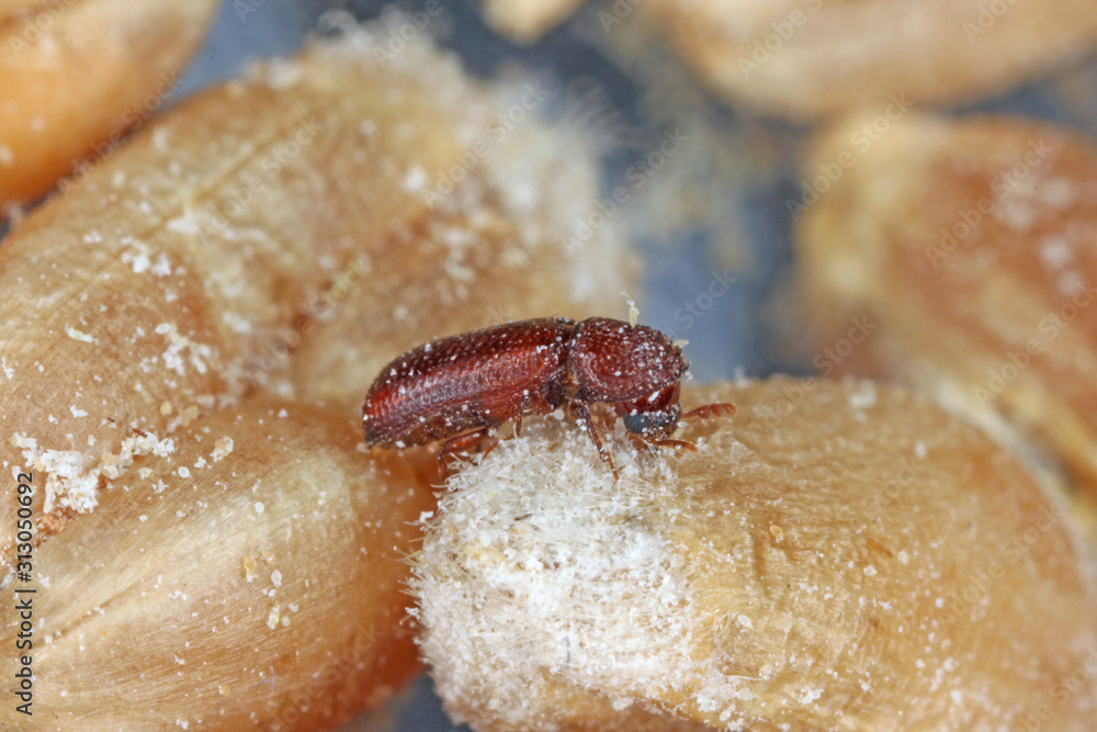 Rhyzopertha dominica commonly as the lesser grain borer, American wheat ...