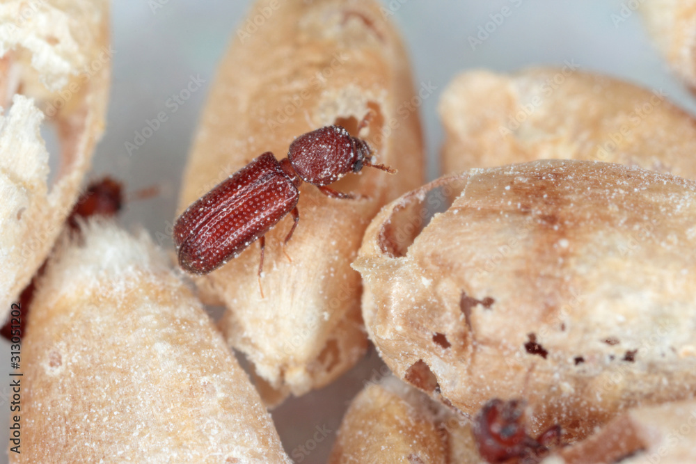 Rhyzopertha dominica commonly as the lesser grain borer, American wheat ...