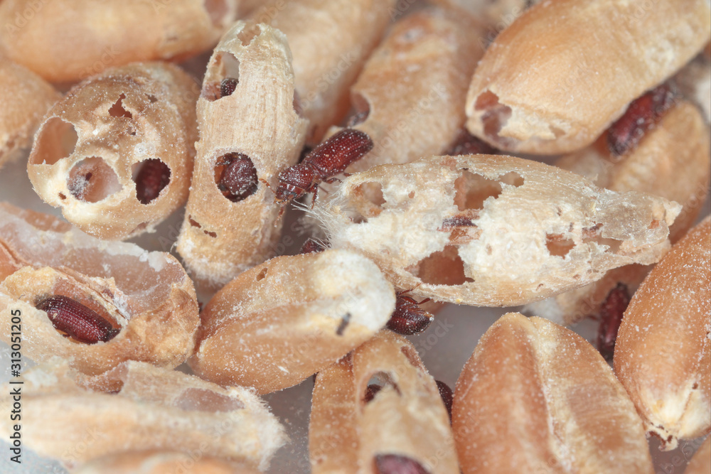 Rhyzopertha dominica commonly as the lesser grain borer, American wheat ...