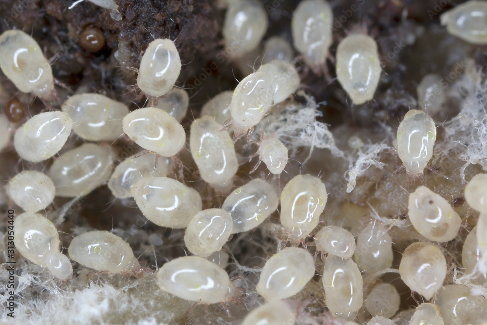 Magnification of mites from Acaridae family. Mold mites - the grain ...