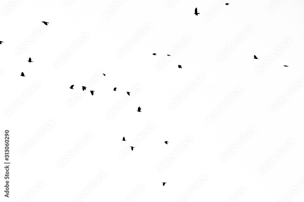 Real photo of flying crows on the white sky hi-res texture for ...