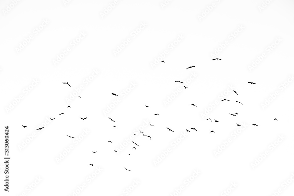 Real photo of flying crows on the white sky hi-res texture for ...