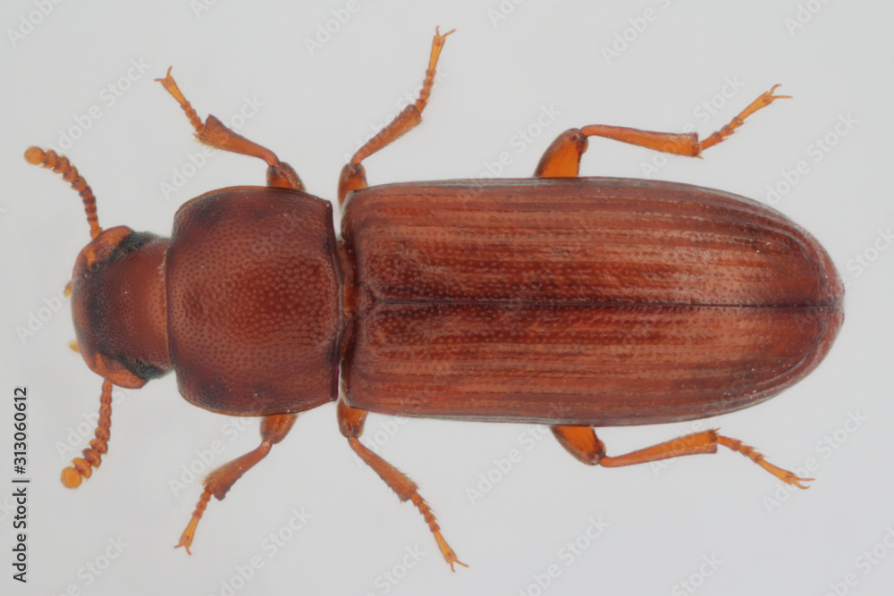 The confused flour beetle Tribolium confusum is a type of darkling ...