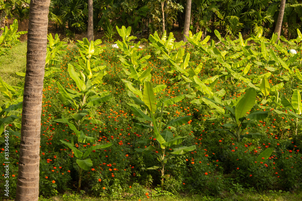 Banana tree plantation and the marigold flowers in-between in a farm ...