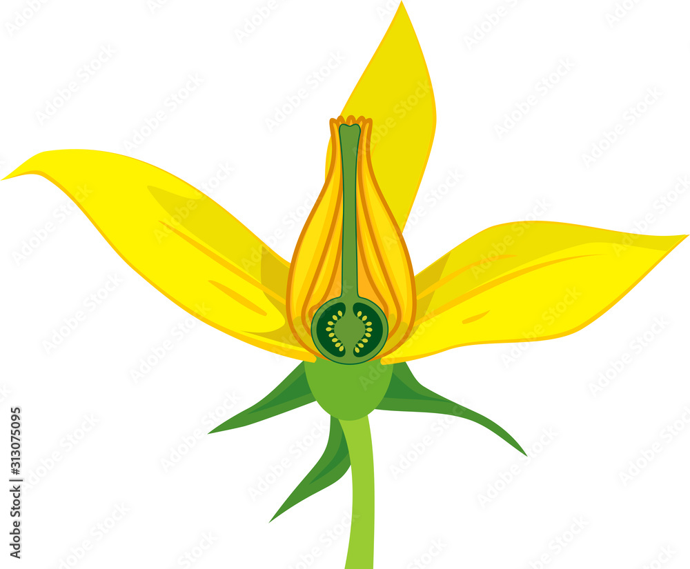 Morphology of tomato plant flower Stock Vector | Adobe Stock