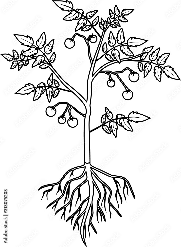 Parts Of The Plants Coloring Pages