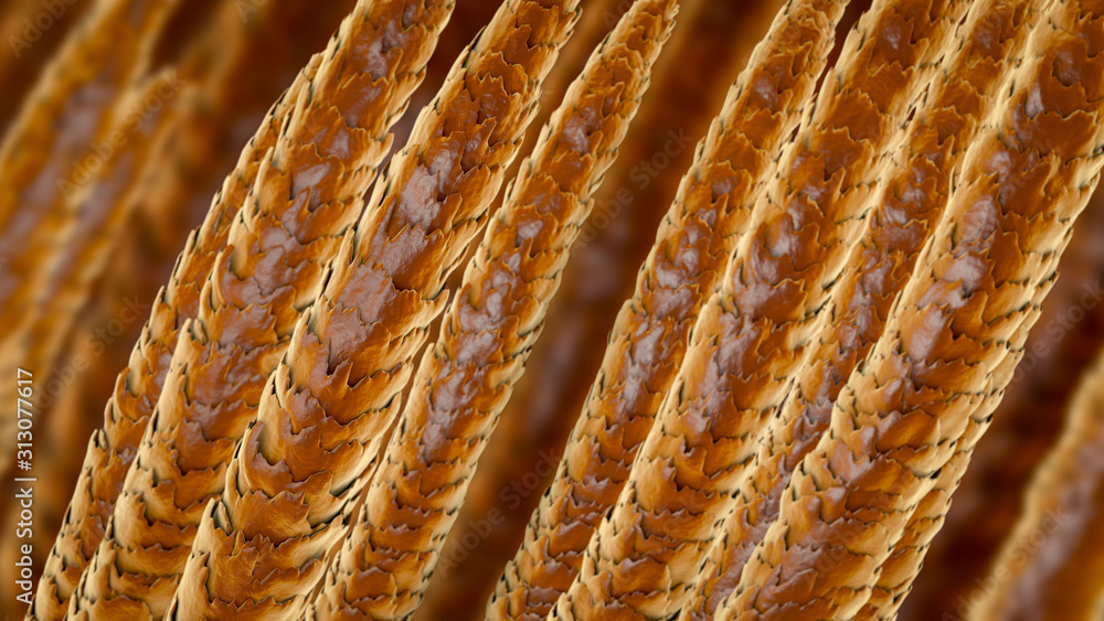 Human hair under microscope, 3D illustration showing close-up structure ...
