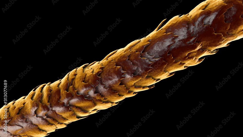 Human hair under microscope, 3D illustration showing close-up structure ...