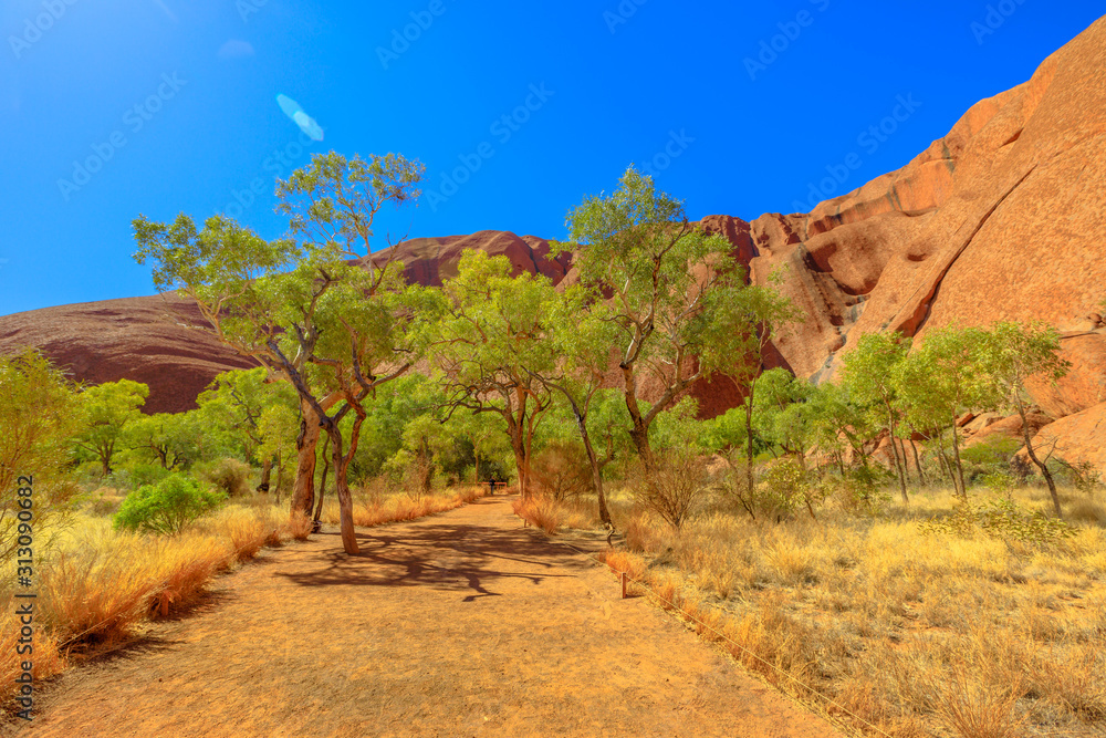 Sand footpath and bush vegetation in winter season at Uluru Mala Walk ...