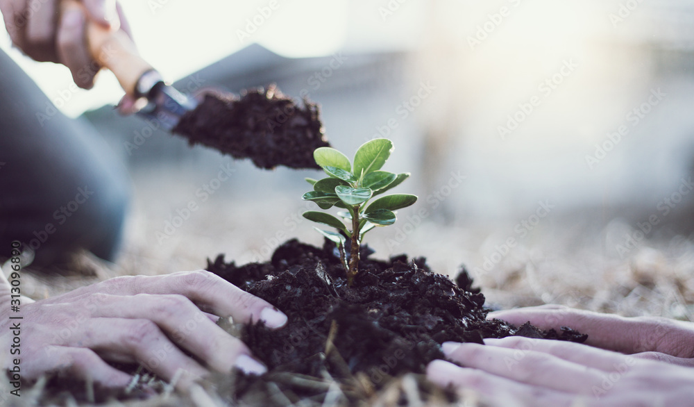 Two men are planting trees and watering them to help increase oxygen in ...