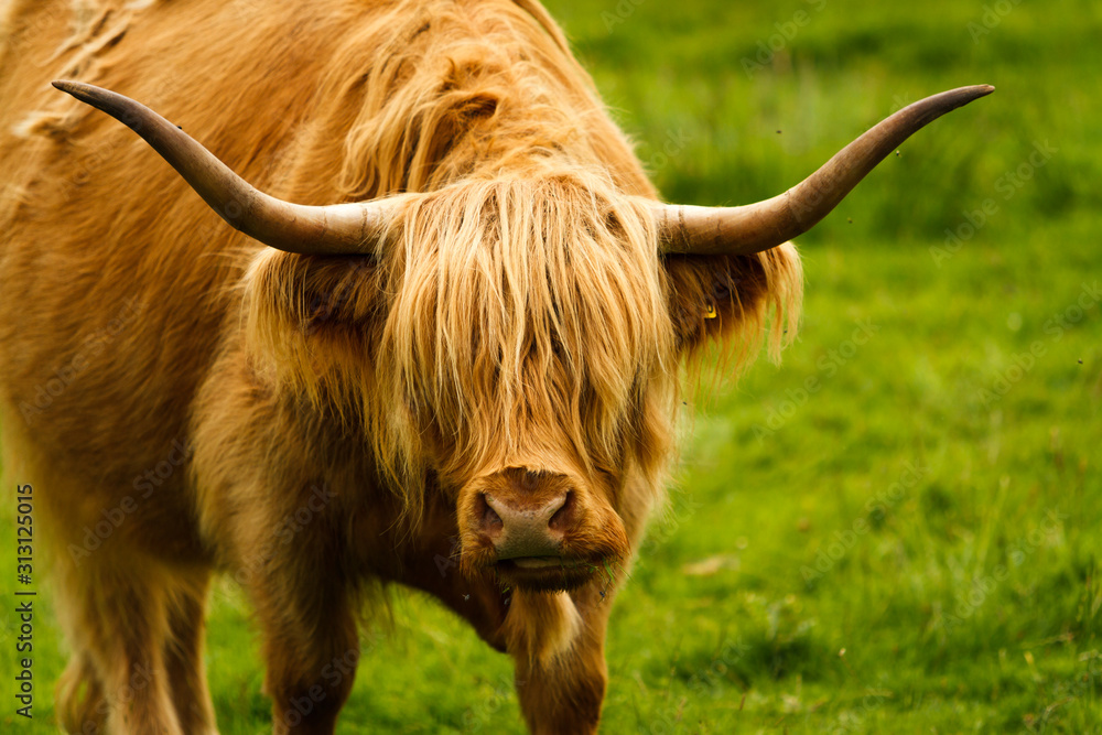 Highland Cattle with magnificent horns and hairy coat in pasture at ...