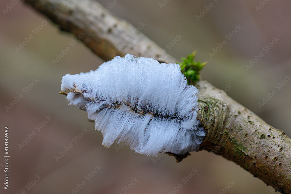Hairy ice look like white hair, stringy filamentous ice structures ...