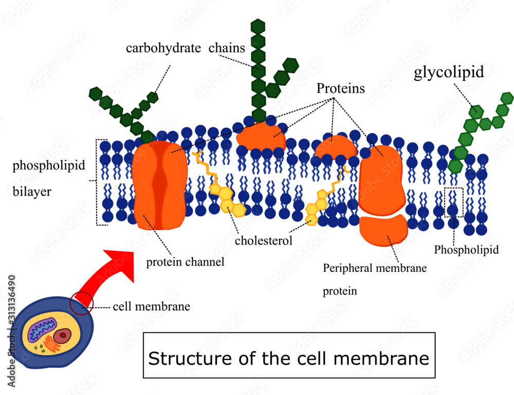 Vecteur Stock The fluid mosaic model of the plasma membrane.Proteins ... Vecteur Stock The fluid mosaic model of the plasma membrane.Proteins ...