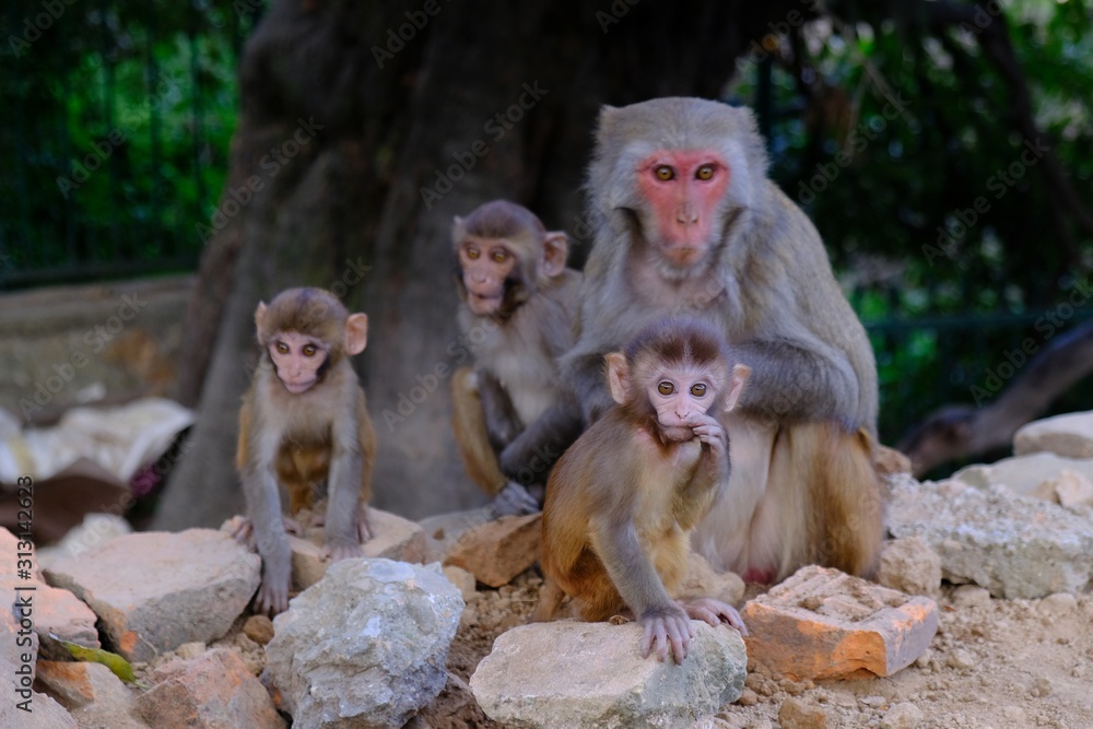 Poster Monkey family of makak rezus (macaca mulatta) next to ...