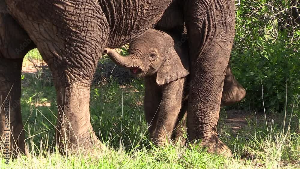 A newborn elephant calf, just days old, wobbles on its new legs as it ...
