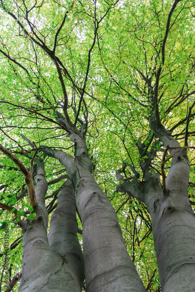 Beech Tree Trunk