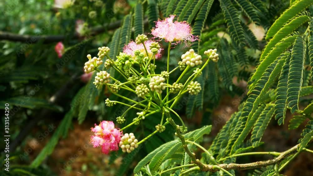 Closeup of a bright blooming Persian silk tree flower (Albizia ...