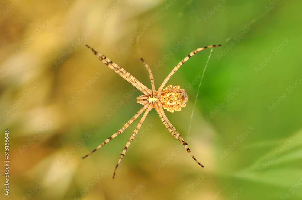 Beautiful spider on a spider web- Stock Image Stock Photo | Adobe Stock