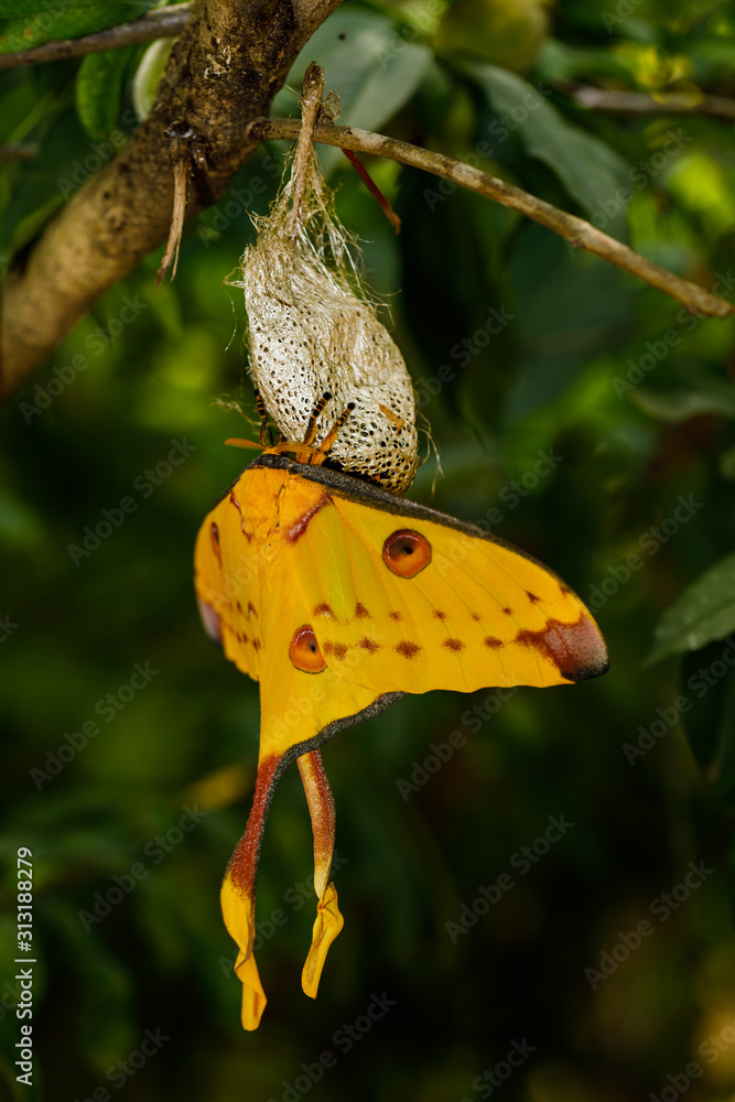 Female Comet Moth