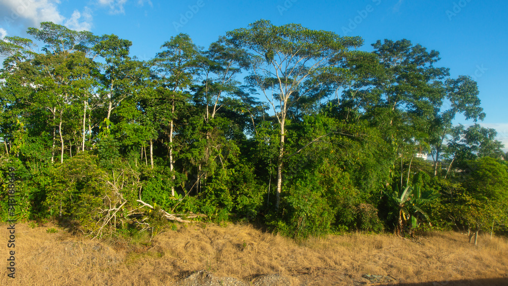 Amazon rainforest view being deforested to open space for livestock ...