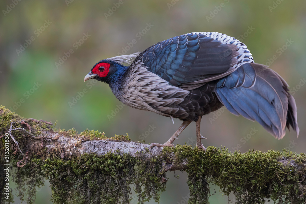 Nine subspecies of the kalij pheasant are found in Indian sub-continent ...
