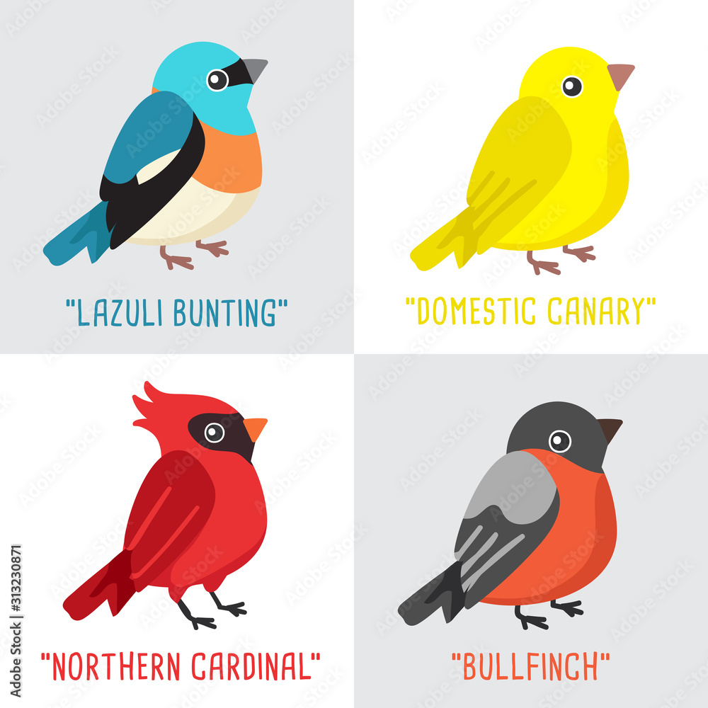 Different type of birds collection isolated on white background ...