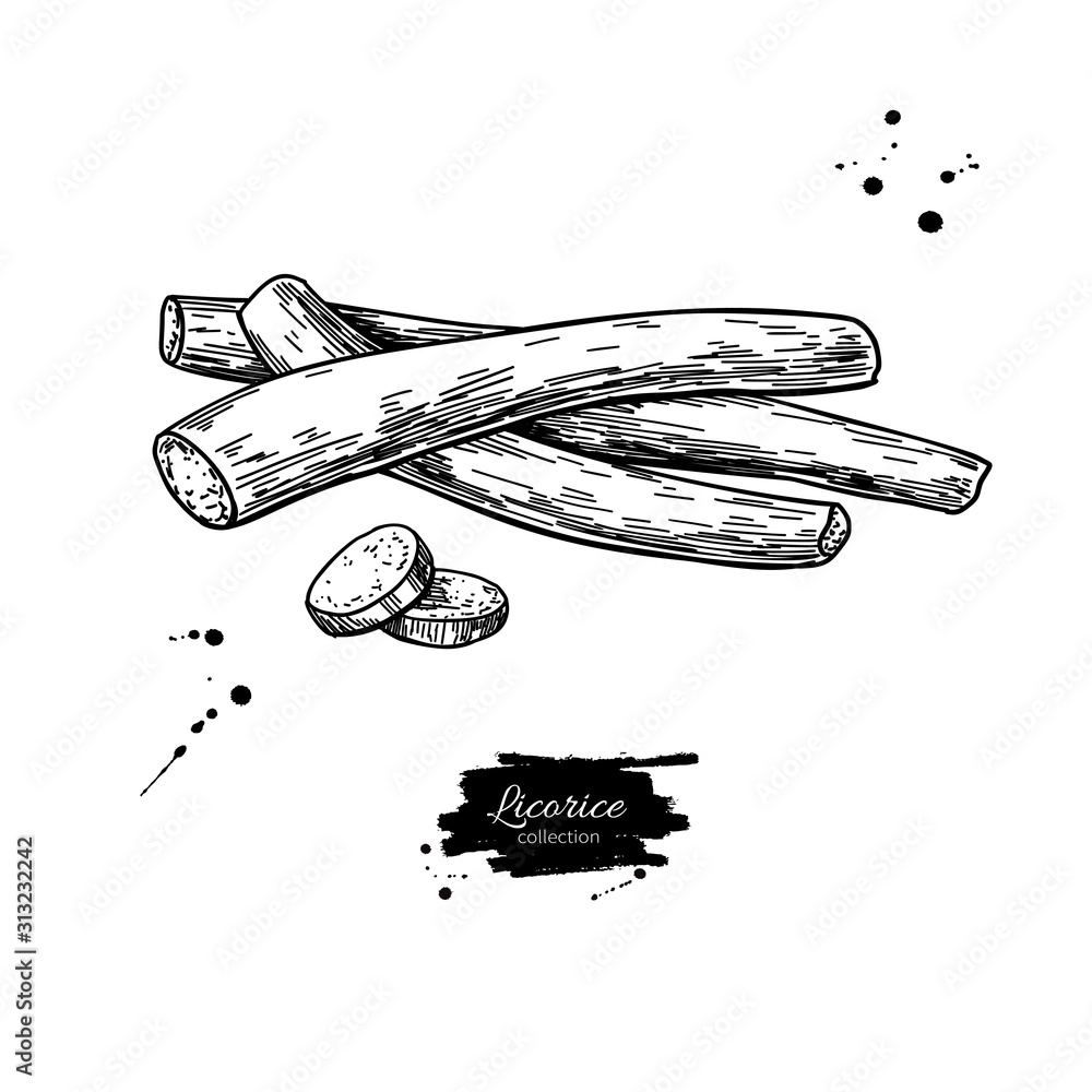 Licorice root vector drawing. Botanical illustration. Herbal engraved ...