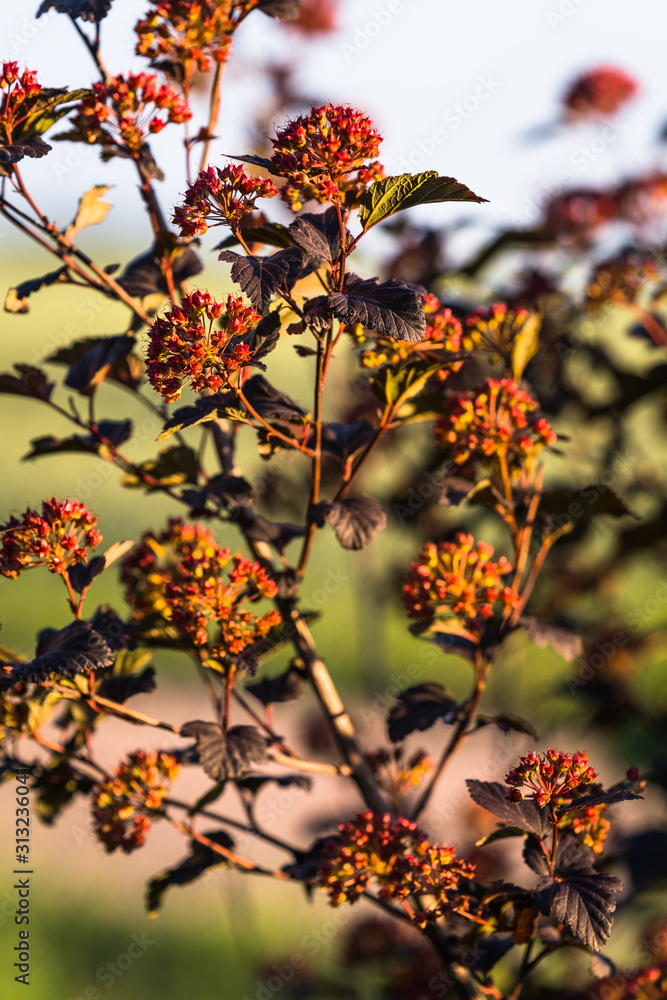 ornamental garden Ninebark shrub in spring, brown Physocarpus ...