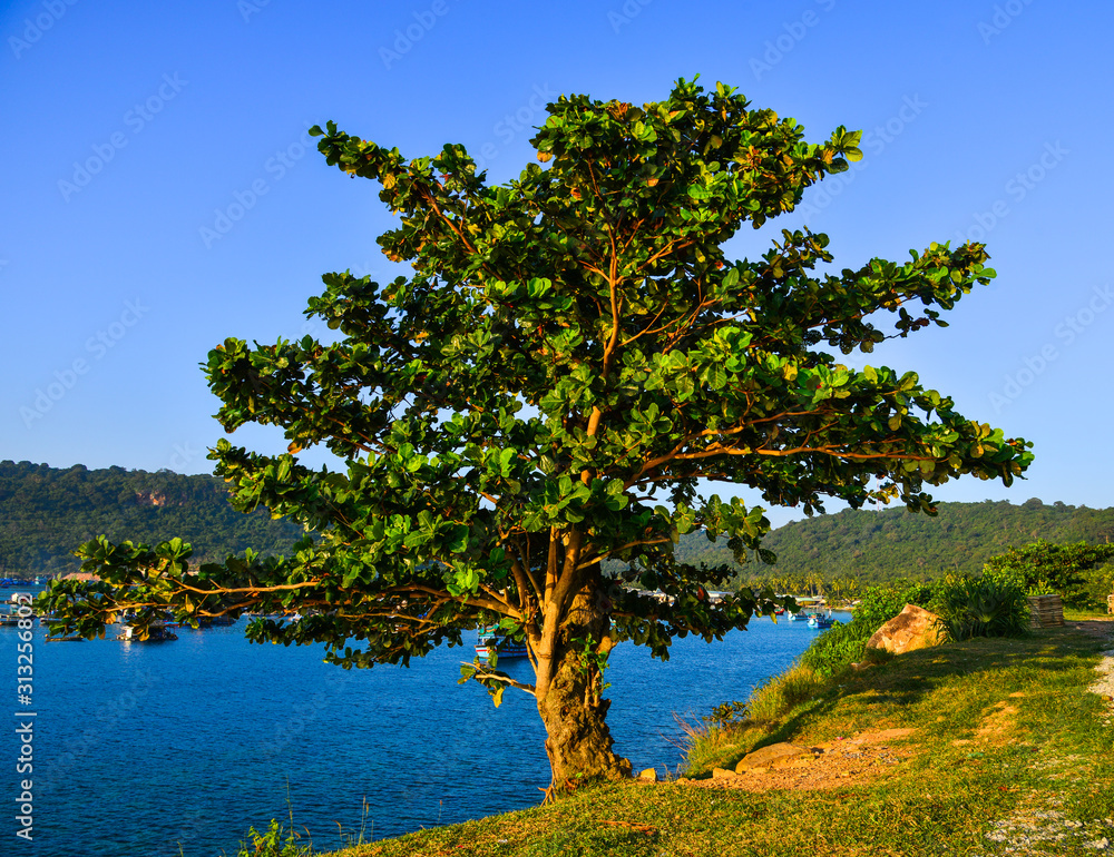 Terminalia catappa tree with seascape background Stock Photo | Adobe Stock