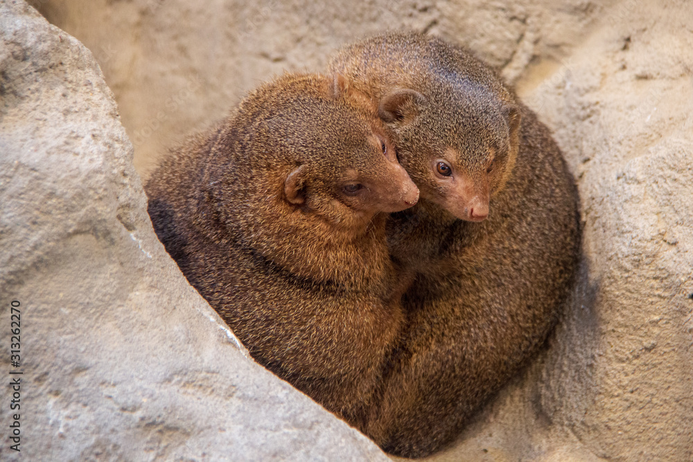 Two common dwarf mongooses (Helogale parvula) sitting in a hole of a ...
