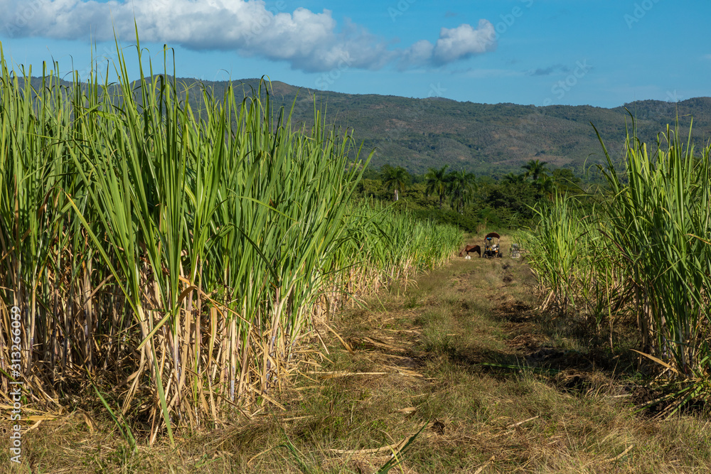 Cuba Sugar Cane