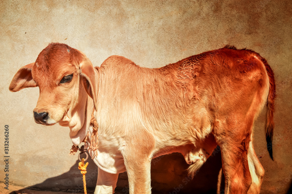 gir cow baby calf,beautiful South America cow calf, Stock Photo | Adobe ...
