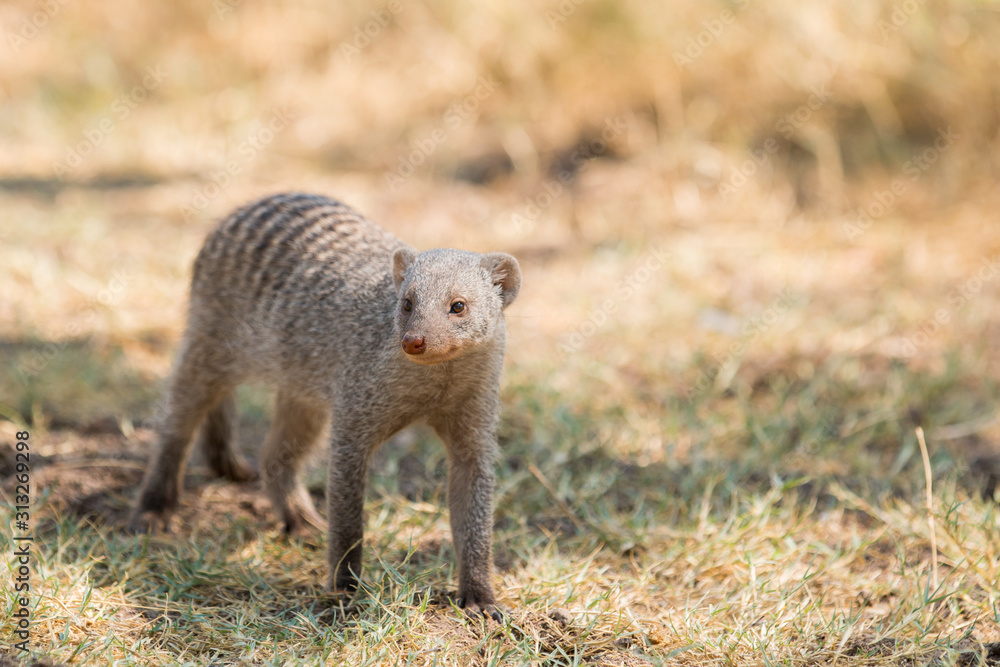 Slender Mongoose