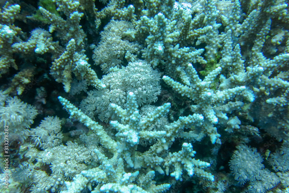 Large Acropora coral colony in sea. Coral reef at great depth, bottom ...