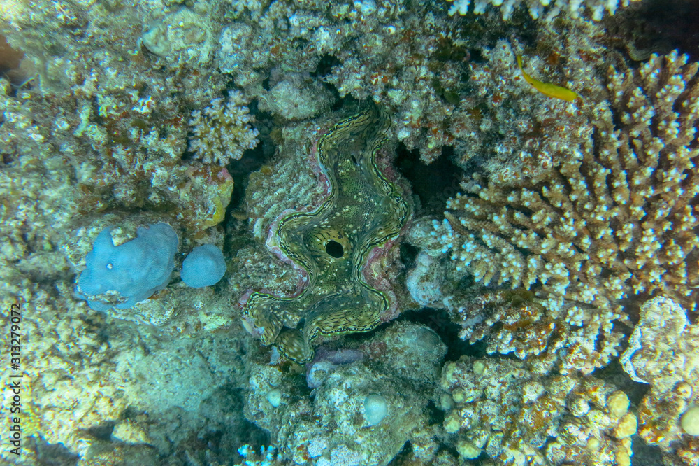 A colorful giant clam grows in the shallows water in the Red Sea, Egypt ...