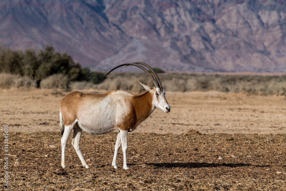 Antelope scimitar horn Oryx (Oryx leucoryx). Due to danger of ...