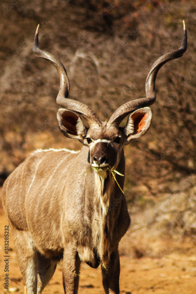 Kudu Diet
