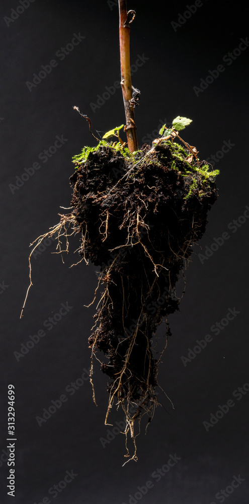 Plant Roots Side View