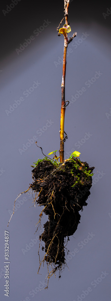 plant root small earth side view ground profile underground Stock Photo ...