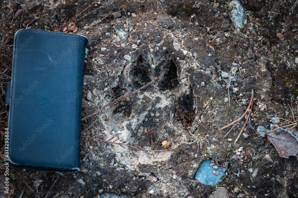 Wolf paw print with size comparison. Filipstads kommun / Varmland ...