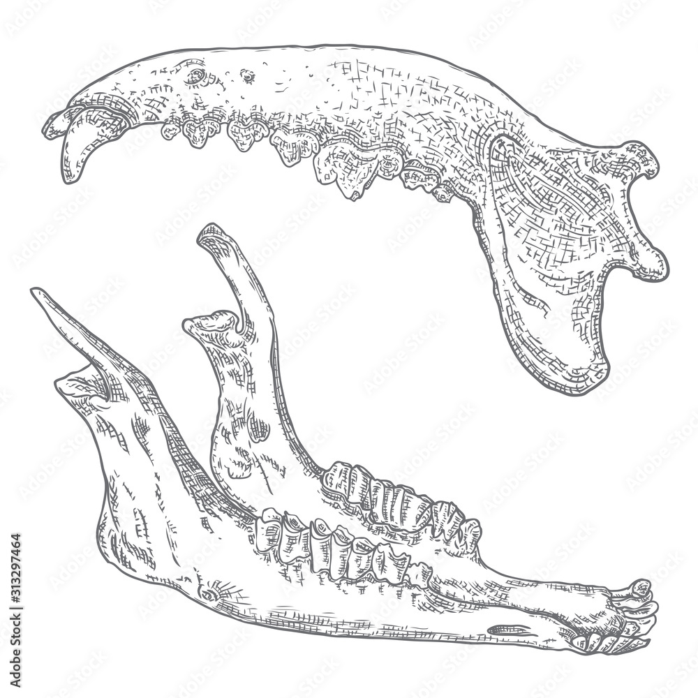 Set of Sheep or goat and wolf or dog jaw. Aged teeth bones. Farm ...