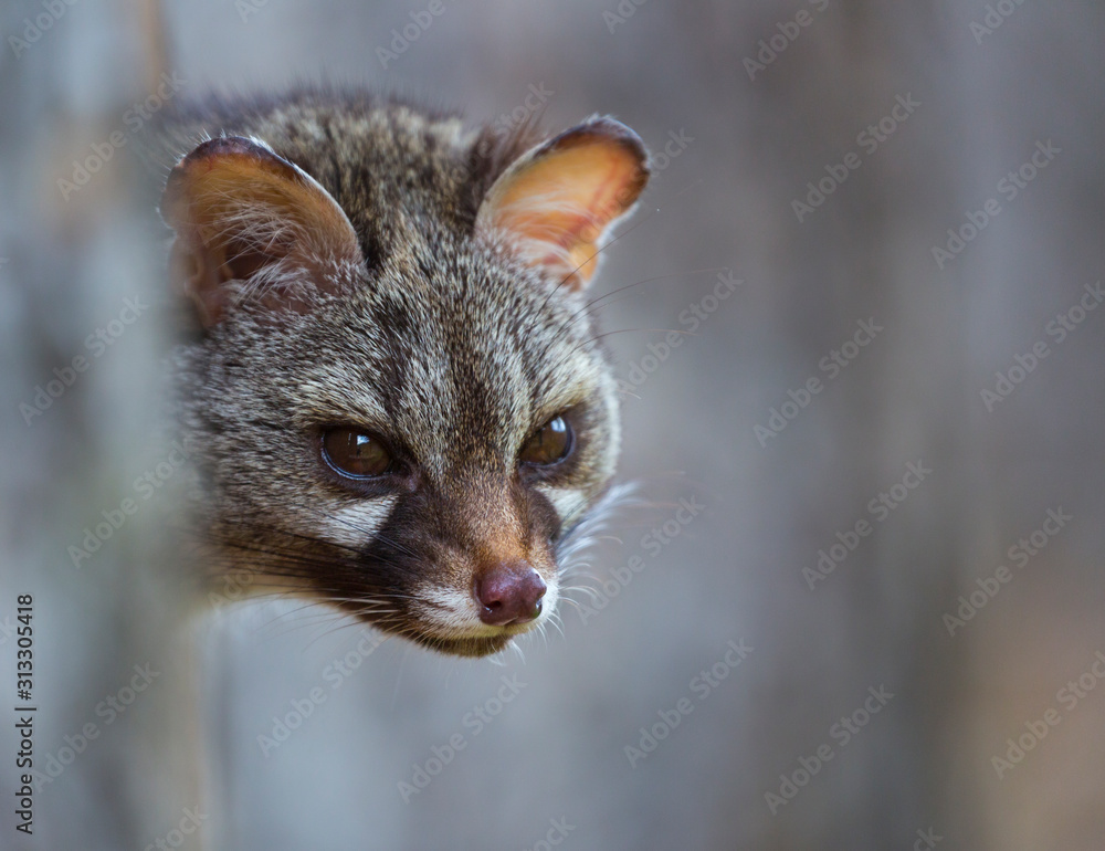 COMMON GENET - GINETA (Genetta genetta) foto de Stock | Adobe Stock