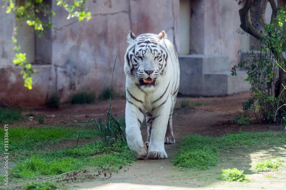 Beautiful wild animal Bengal white tiger (bleached tiger), in Al Ain ...